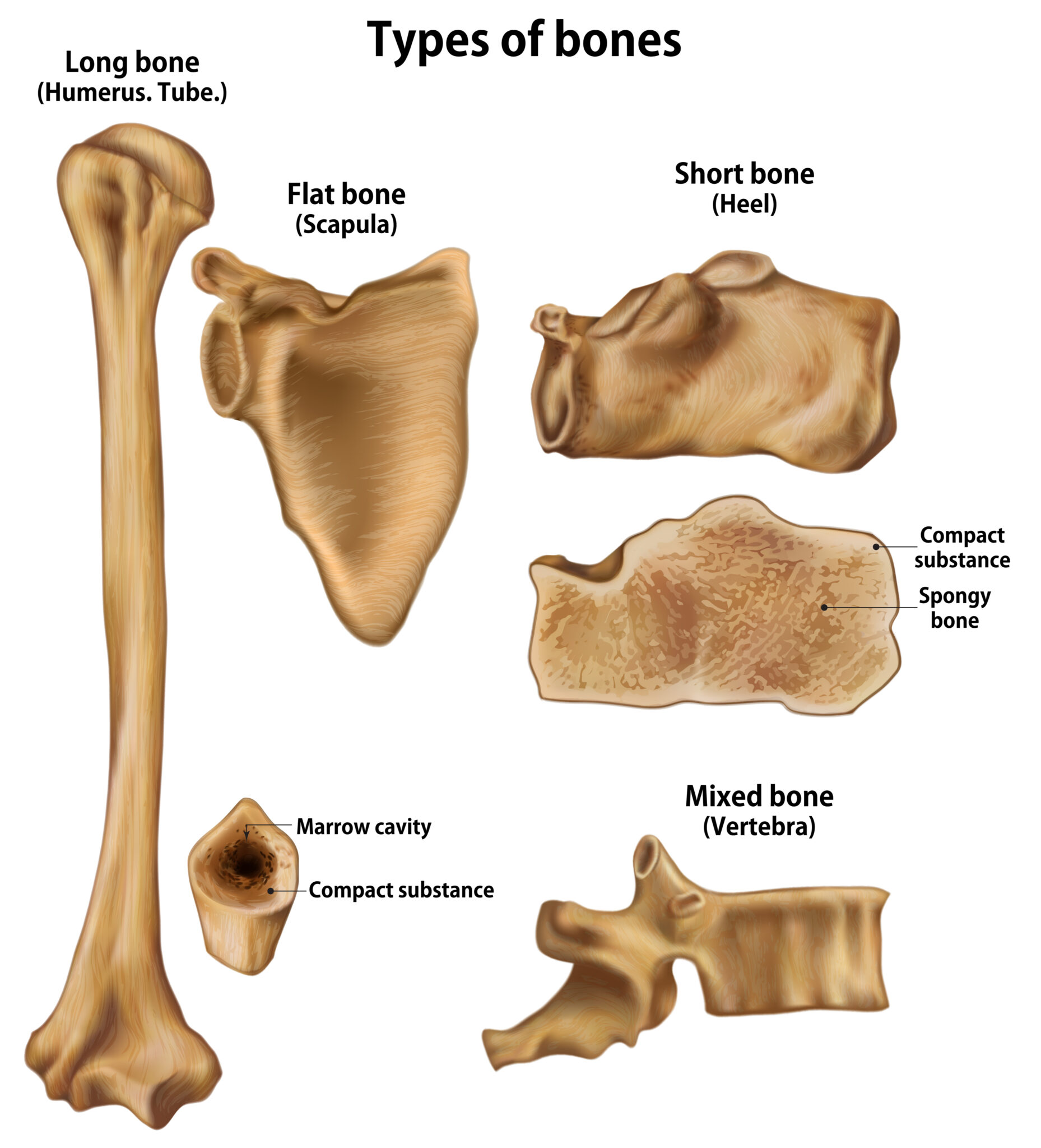bone-functions-what-are-the-functions-of-bones-mfine