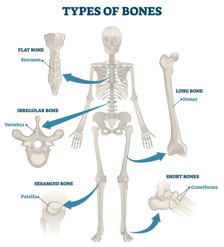Bone Functions | What Are The Functions Of Bones? - MFine