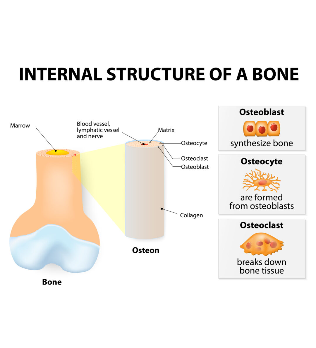 Bone Functions | What Are The Functions Of Bones? - MFine